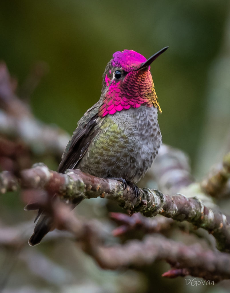 Scene: Hummingbird shows his colors - Lynnwood Today