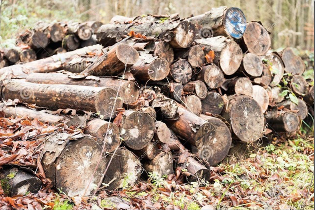 Want to talk like an old-time logger? Part II - My Lynnwood News
