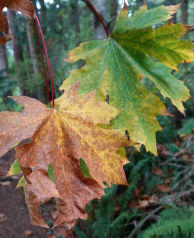 From Washington State Parks: Big love for the Bigleaf Maple - My ...