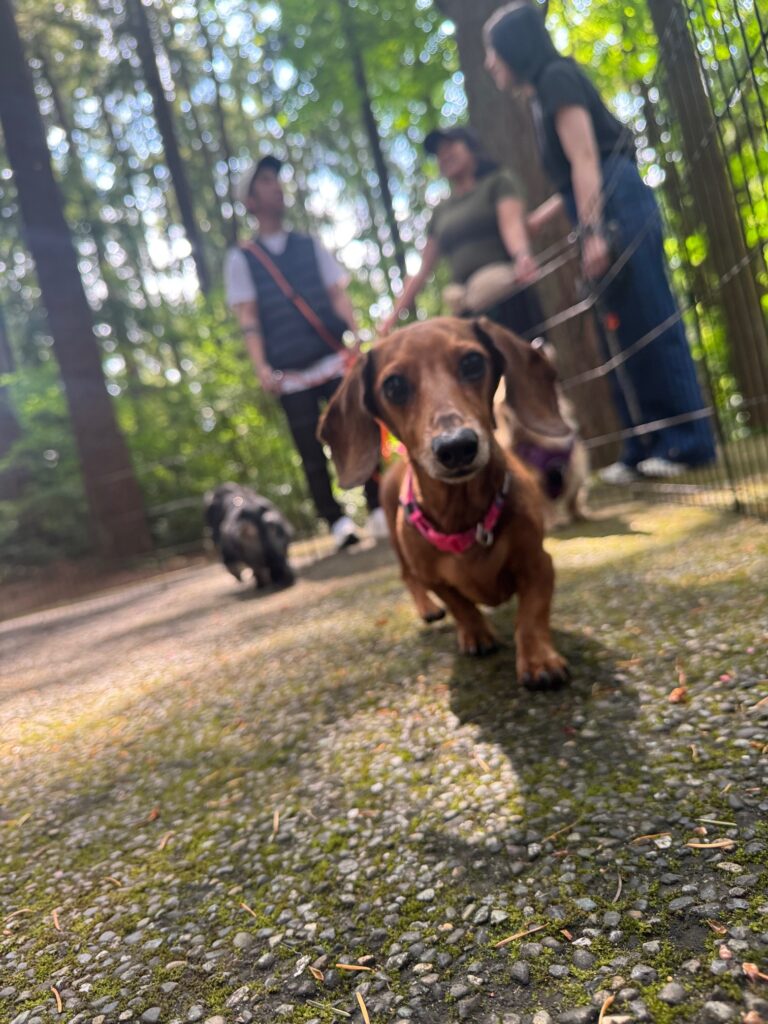 The long and the short of it: Dogs and their humans celebrate World ...