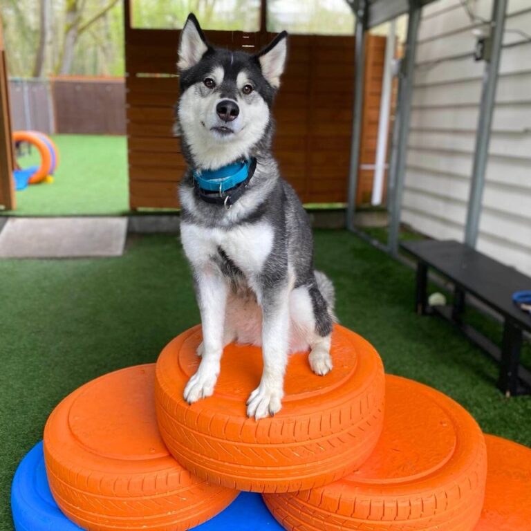 Eagle Scout builds playground for dogs at Lynnwood’s PAWS shelter ...