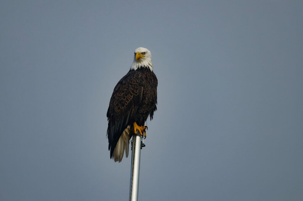 Scene on Lake Ballinger: Eagle eye | MLTnews.com