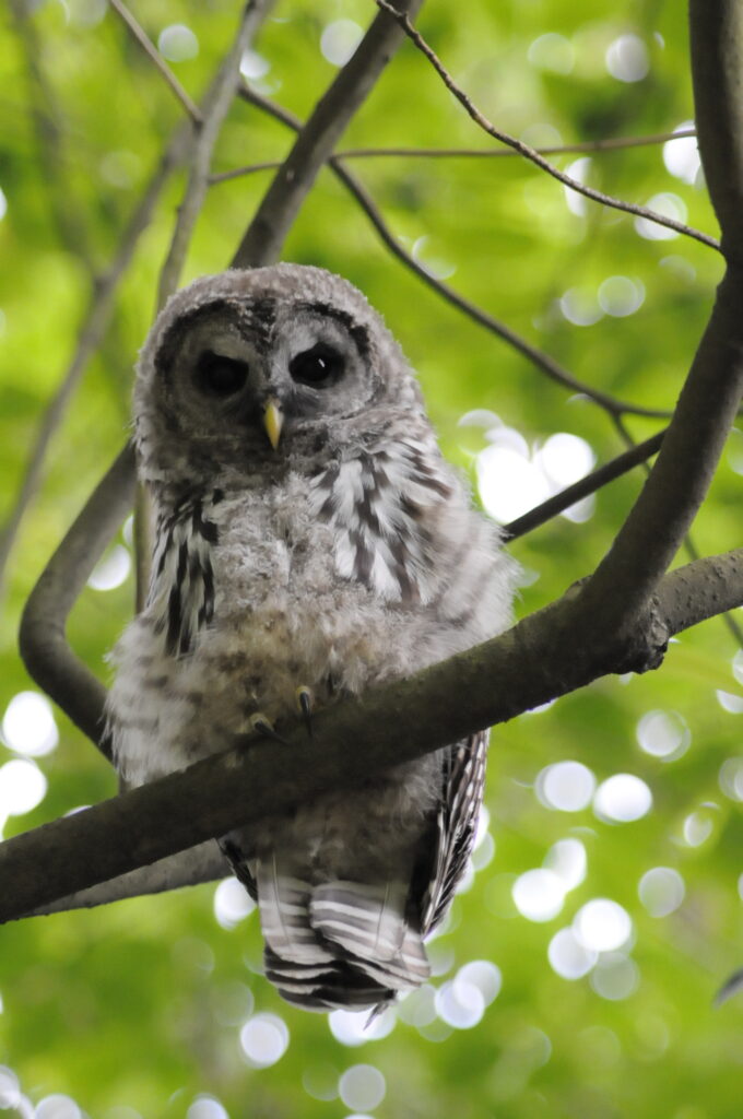 Learn all about owls from bird expert at Lynnwood Library Nov. 18 ...