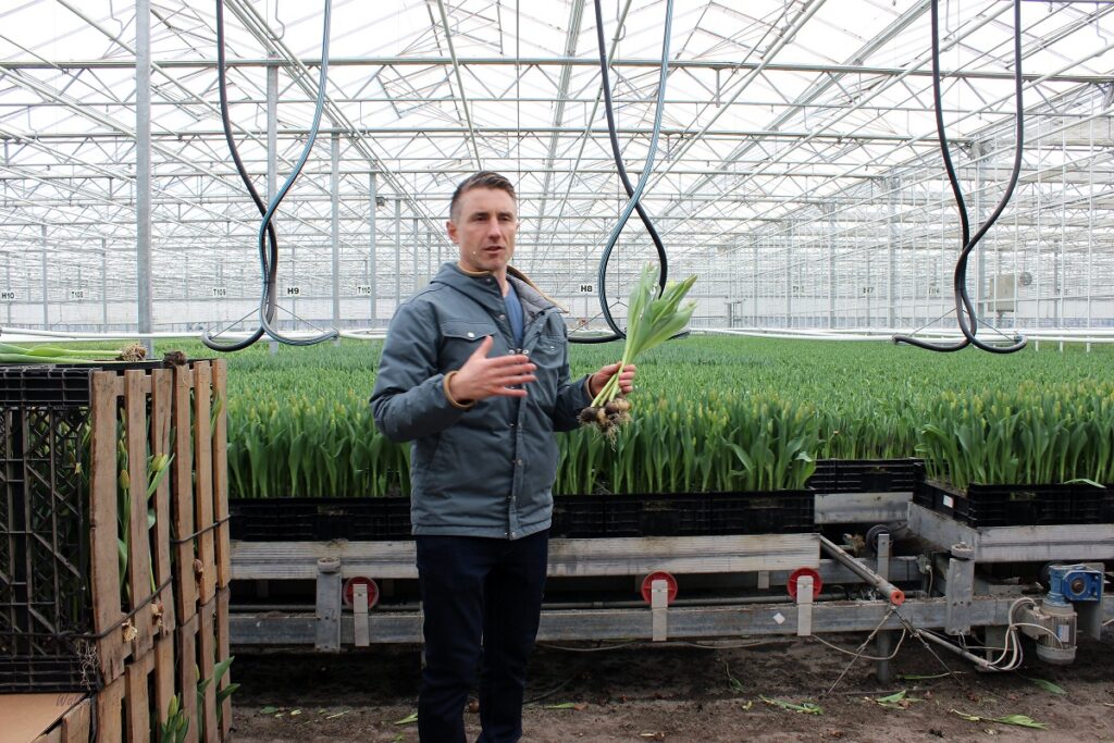 For Gardeners: Washington is Tulip Country | MLTnews.com