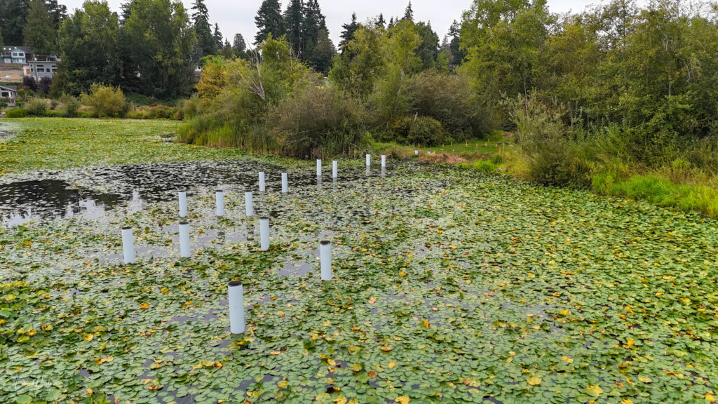 Lake Ballinger Park Viewing Platform and Trails Project, 9-7-25 ...