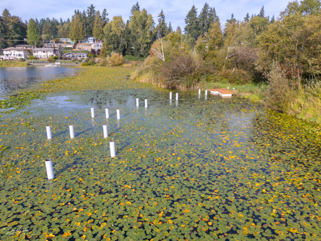Lake Ballinger Park Viewing Platform and Trails Project, Sept. 28, 2025 ...