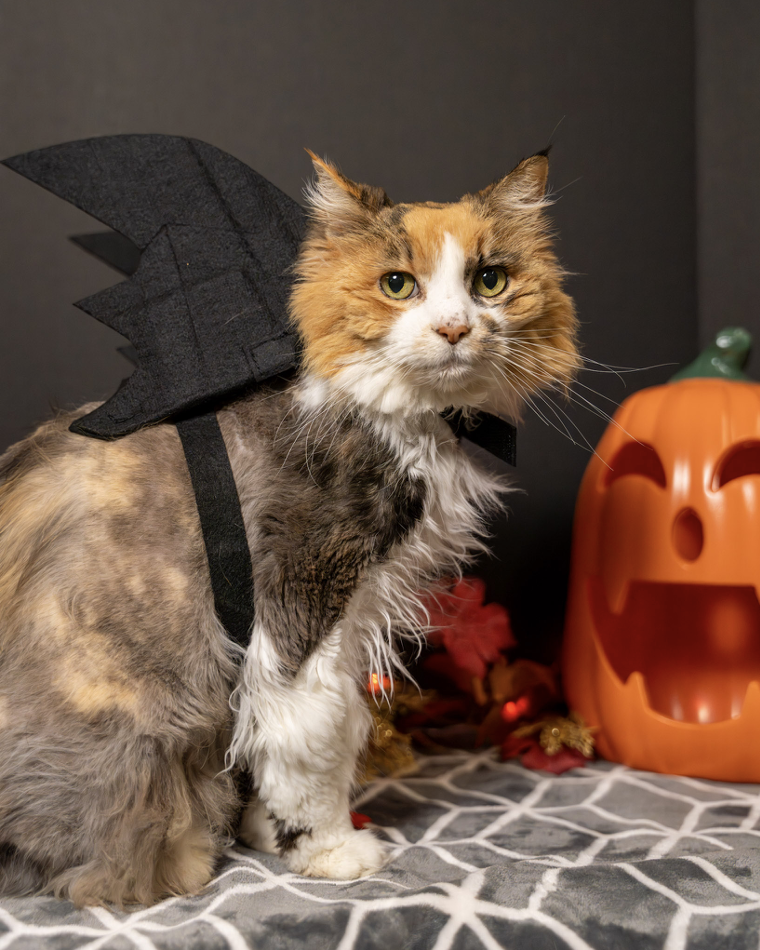 Sponsor spotlight: Inside Purrfect Pals’ Black Cat Ball - A tradition ...