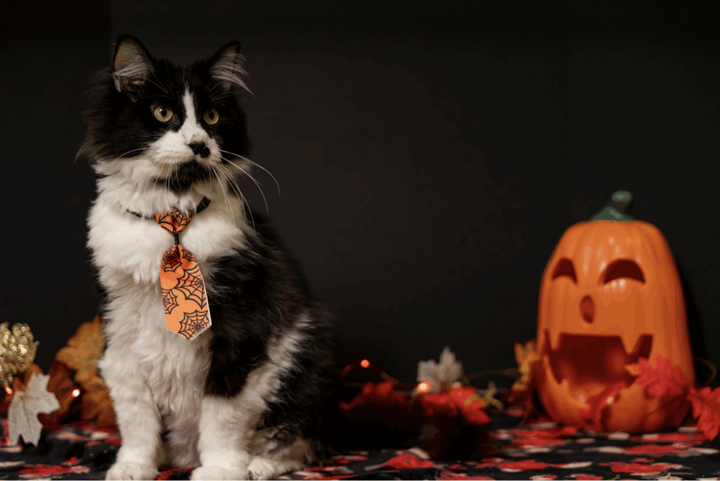 Sponsor spotlight: Inside Purrfect Pals’ Black Cat Ball -- A tradition ...
