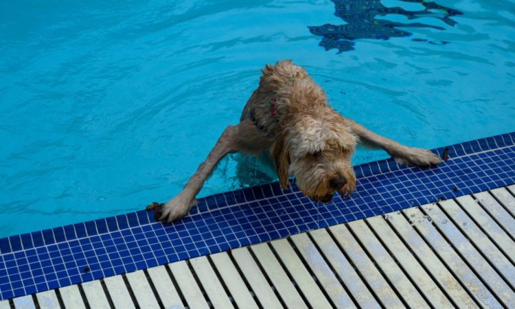 Dogs take a dip during Yost Pool's last swim of season - My Edmonds News