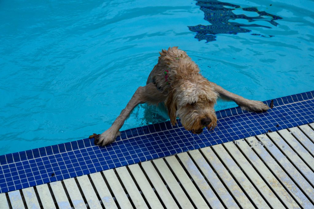 Dogs take a dip during Yost Pool's last swim of season - My Edmonds News