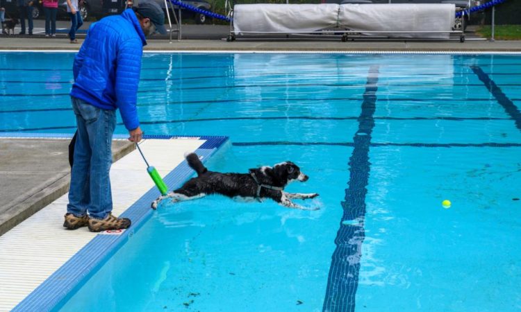 Dogs take a dip during Yost Pool's last swim of season - My Edmonds News