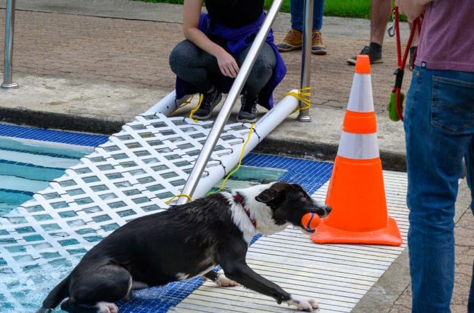 Dogs take a dip during Yost Pool's last swim of season - My Edmonds News