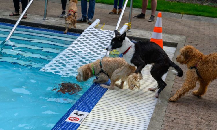 Dogs take a dip during Yost Pool's last swim of season - My Edmonds News