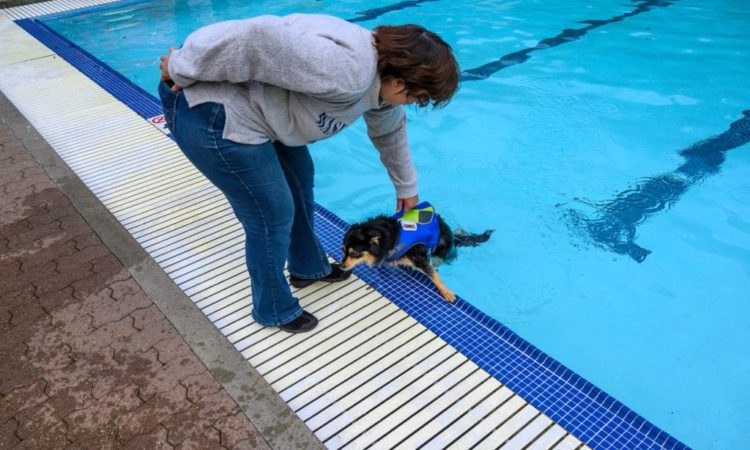 Dogs take a dip during Yost Pool's last swim of season - My Edmonds News