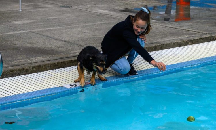 Dogs take a dip during Yost Pool's last swim of season - My Edmonds News