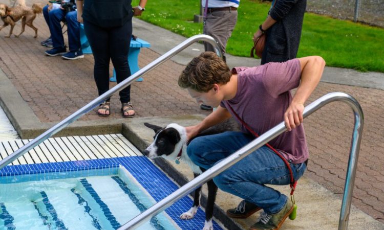 Dogs take a dip during Yost Pool's last swim of season - My Edmonds News