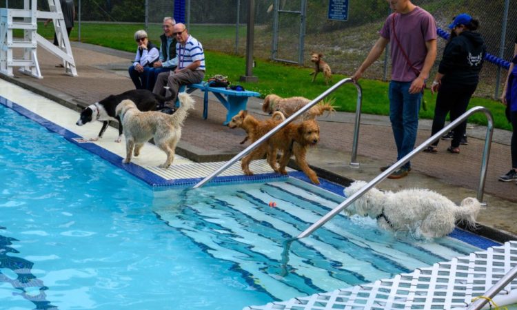 Dogs take a dip during Yost Pool's last swim of season - My Edmonds News