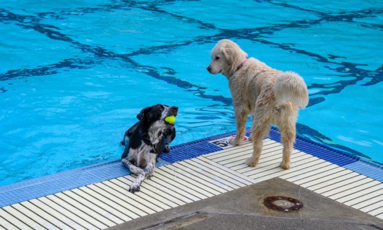 Dogs take a dip during Yost Pool's last swim of season - My Edmonds News