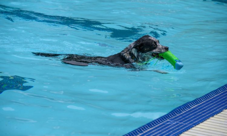 Dogs take a dip during Yost Pool's last swim of season - My Edmonds News