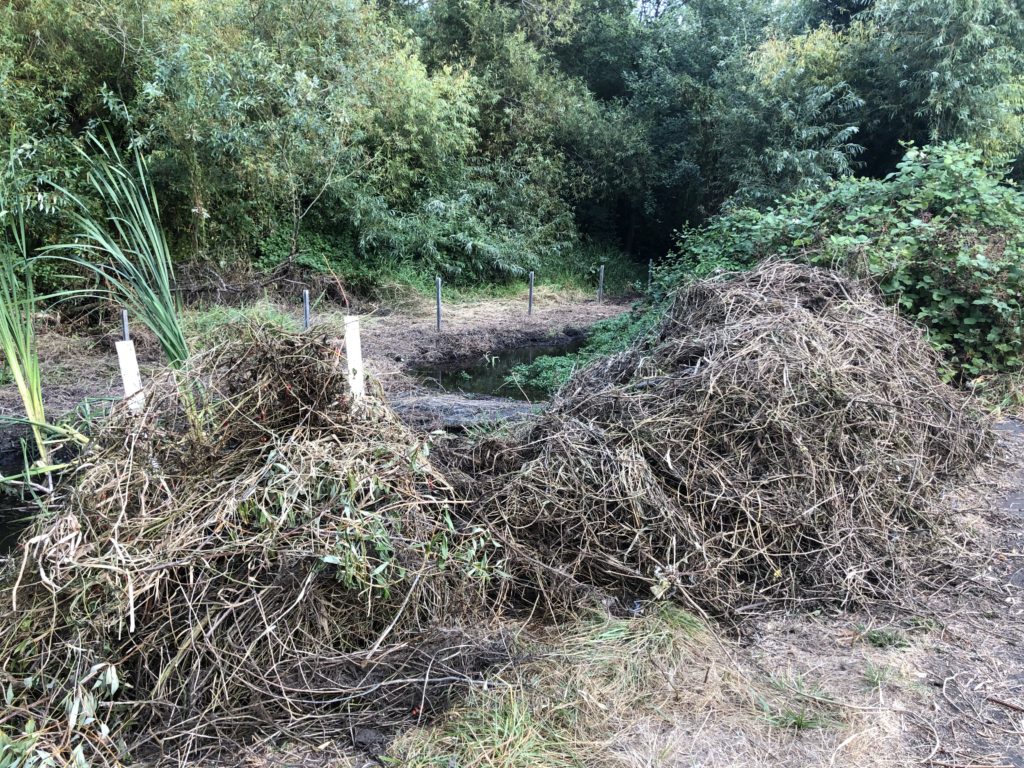 Volunteers making a difference at Edmonds Marsh - My Edmonds News
