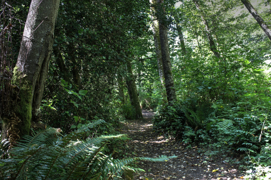 Scene Beyond the Edmonds Bowl: Southwest County Park - My Edmonds News