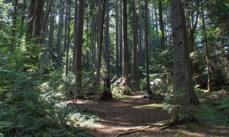 Scene beyond the Edmonds Bowl: Pine Ridge Park - My Edmonds News