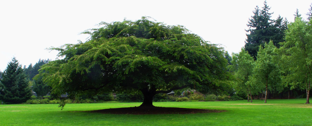 Scene beyond the Edmonds Bowl: Hickman Park - My Edmonds News