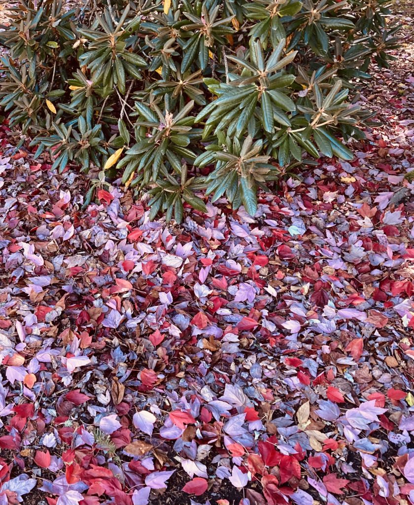 Scene beyond the Edmonds Bowl: Colorful Sierra Park - My Edmonds News