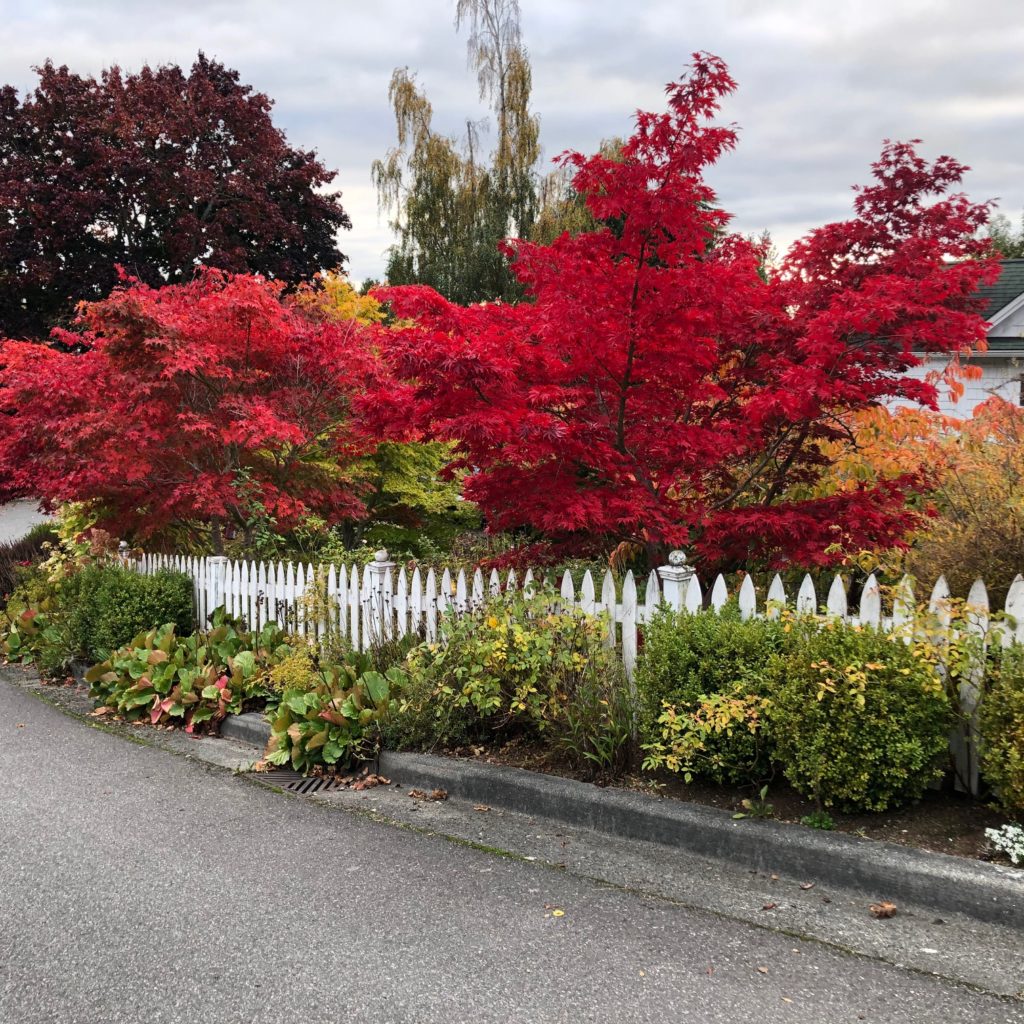 Good trees for urban gardens: Plant now for spectacular fall color - My ...