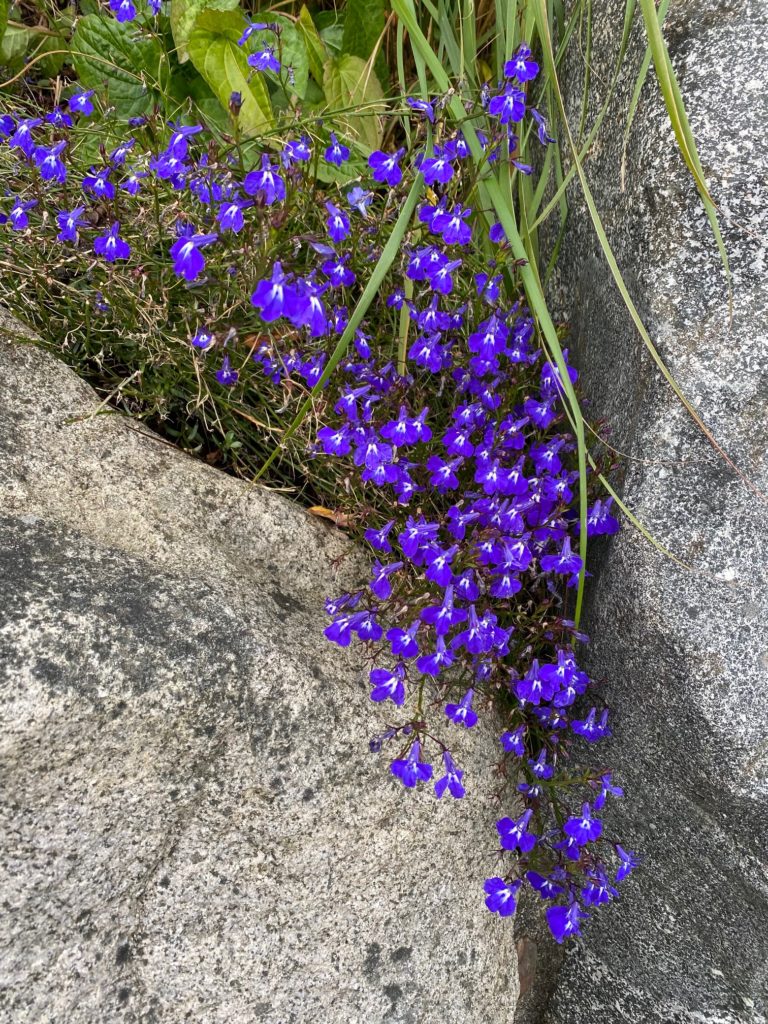 Scene in Edmonds: Bright flowers on a gray day - My Edmonds News