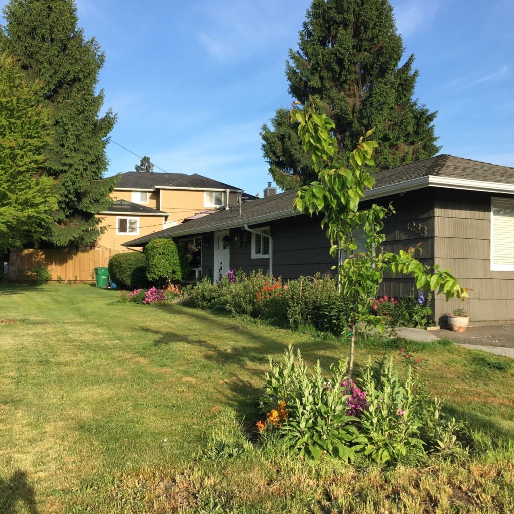 Planting Edmonds: How to make a meadow - My Edmonds News