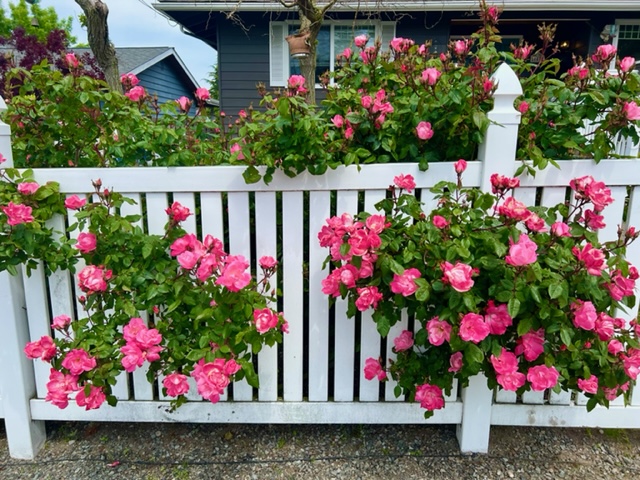 Scene in Edmonds: Roses and rhodies - My Edmonds News