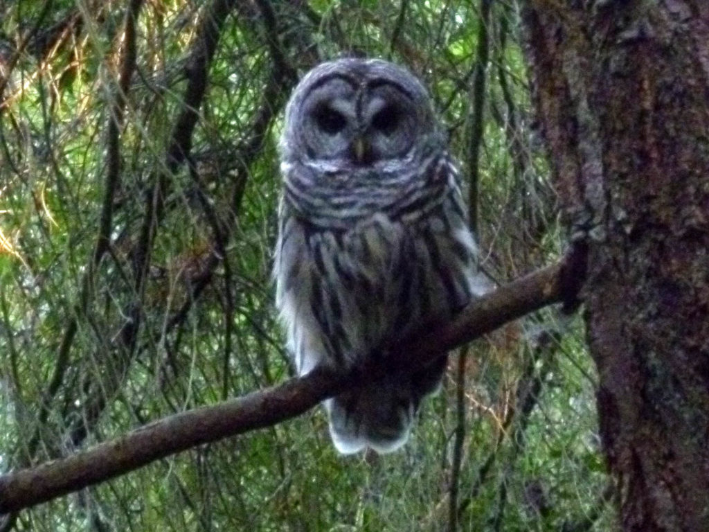 Scene in Edmonds: Pine Ridge Park owl - My Edmonds News