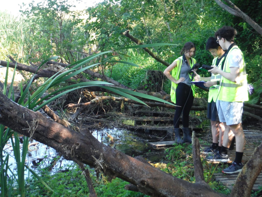 Restoring the Edmonds Marsh: Volunteers making a difference - My ...