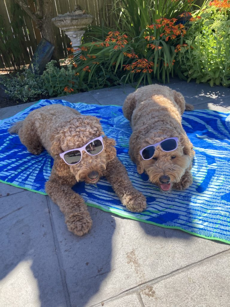 Scene in Edmonds: Dog days of summer - My Edmonds News