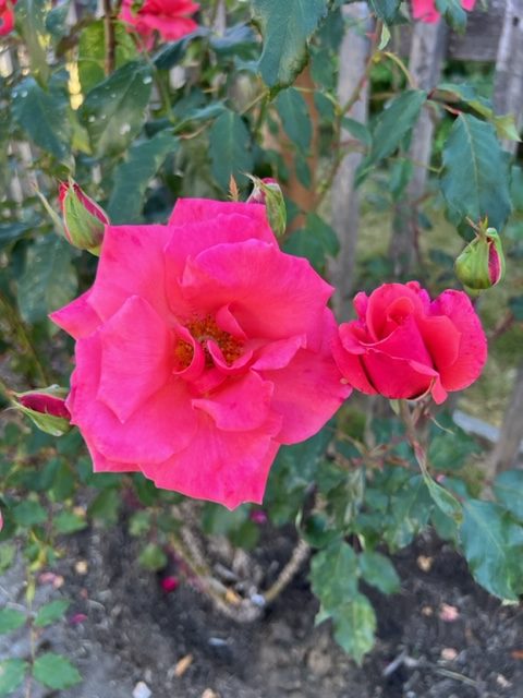 Scene in Edmonds: Coming up roses - My Edmonds News