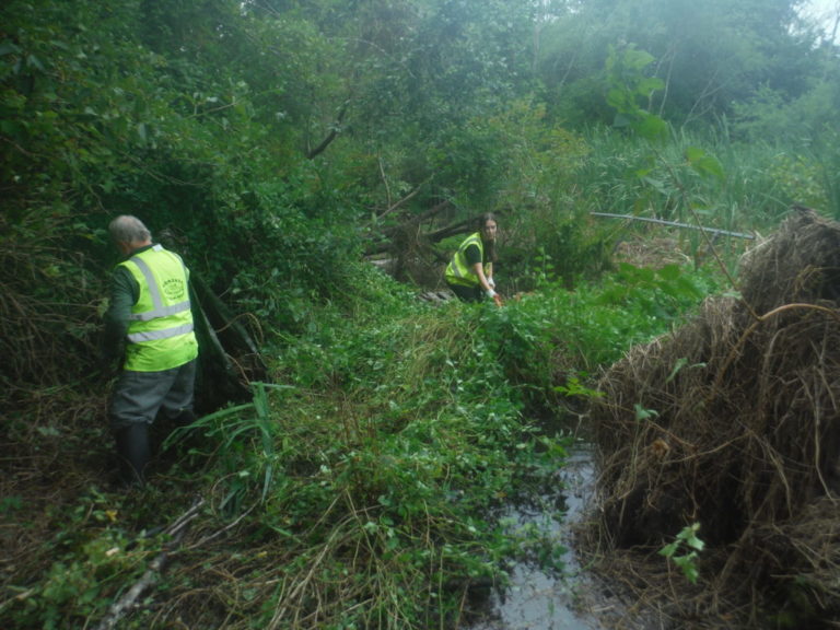 Restoring the Edmonds Marsh: Volunteers making a difference - My ...