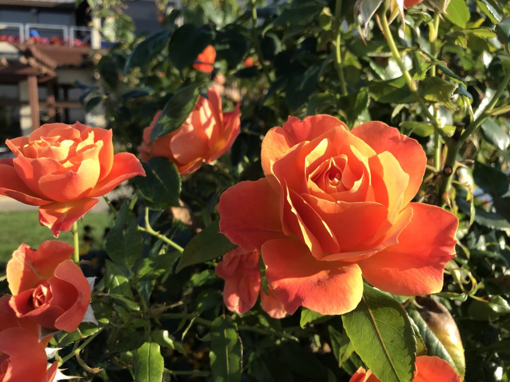 Can you name this place in Edmonds? - My Edmonds News