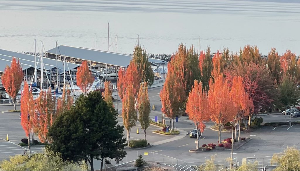 Scene in Edmonds: Fall colors - My Edmonds News