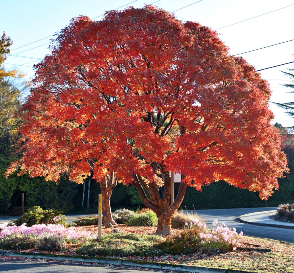 Can you name this place in Edmonds? - My Edmonds News