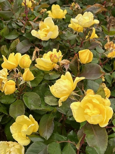 Scene in Edmonds: Gray skies, bright flowers - My Edmonds News