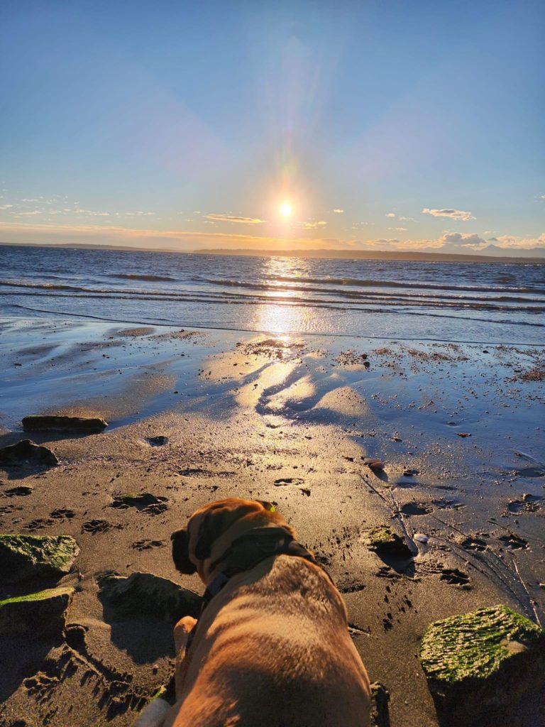 Scene in Edmonds: Delights at dog park - My Edmonds News