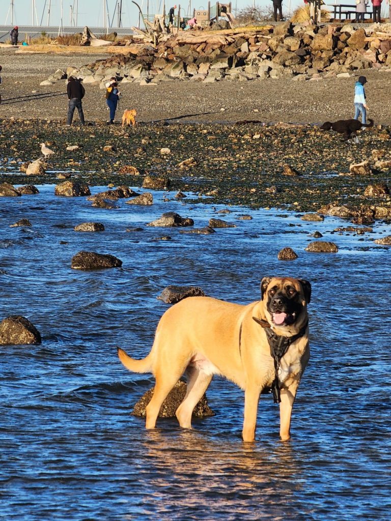 Scene in Edmonds: Delights at dog park - My Edmonds News