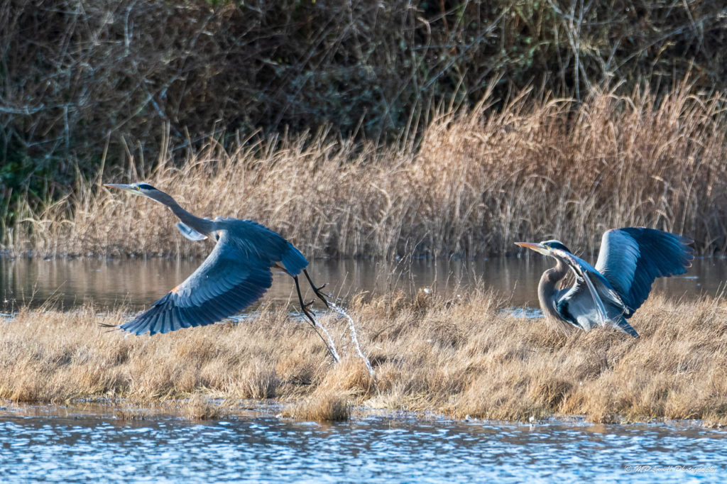 Scene in Edmonds: Marsh herons - My Edmonds News