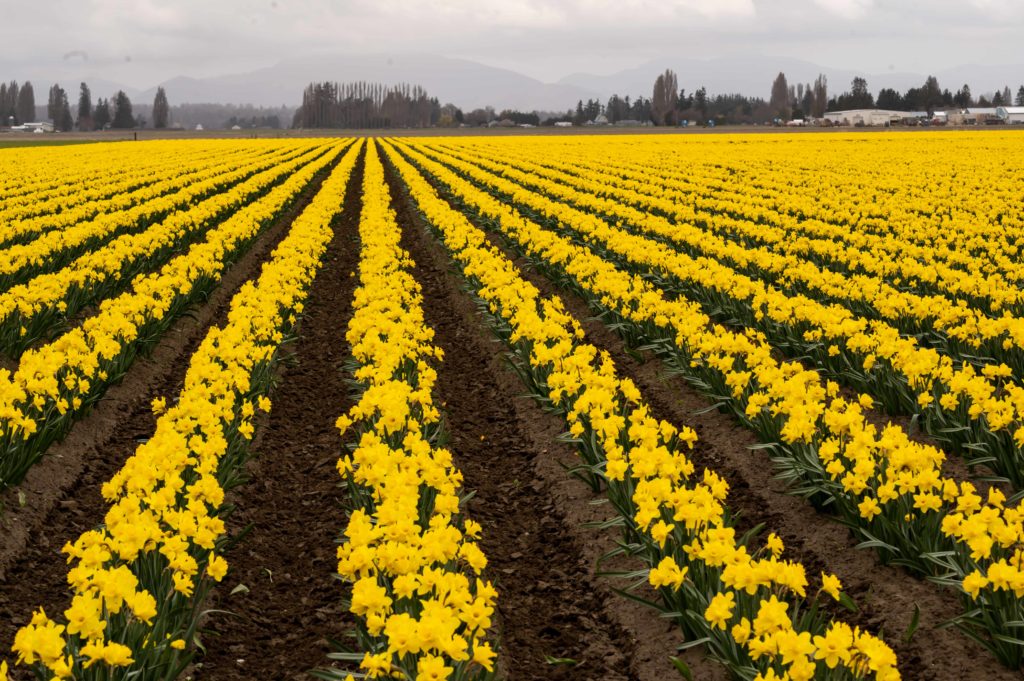 Scene nearby: Daffodil fields - My Edmonds News