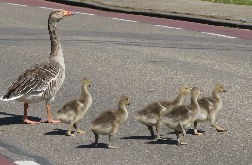 Home + Work: Make way for goslings - My Edmonds News