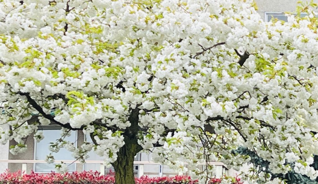 Scene in Edmonds: April in bloom - My Edmonds News