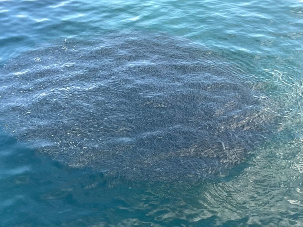 Scene in Edmonds: Fish frenzy - My Edmonds News
