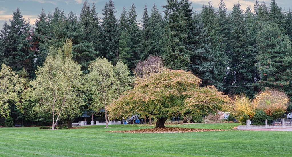 Scene in Edmonds: Fall colors in Hickman Park - My Edmonds News