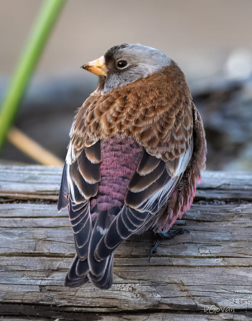 Scene in Edmonds: A closer look - My Edmonds News